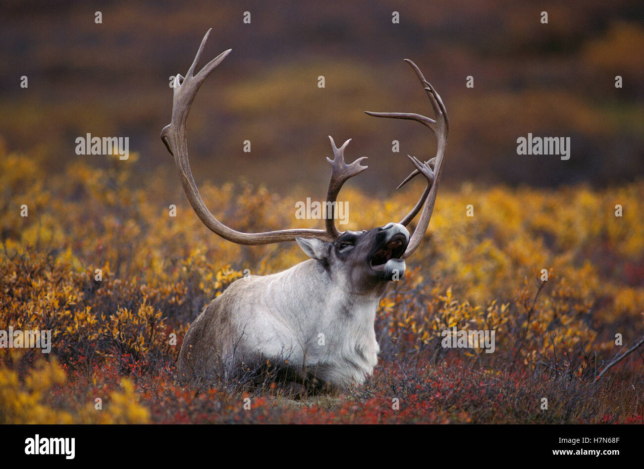 Caribou (Rangifer tarandus) male calling, Alaska Stock Photo - Alamy