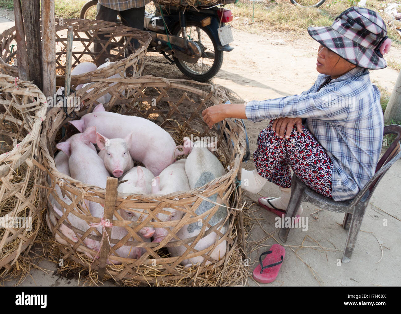 Vietnamese piglets hi-res stock photography and images - Alamy