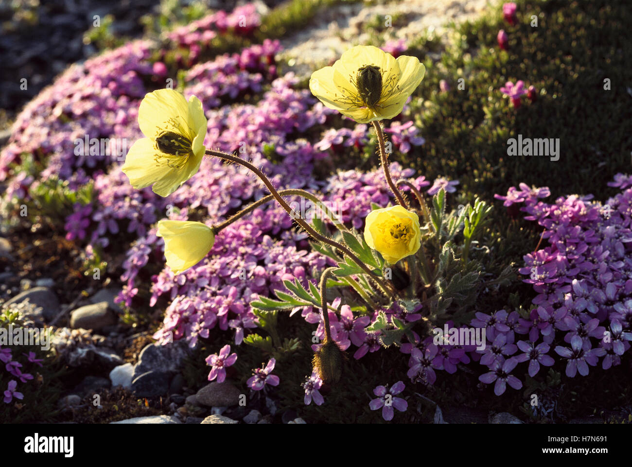 Arctic Poppy (Papaver lapponicum) flowers and Moss Campion (Silene ...