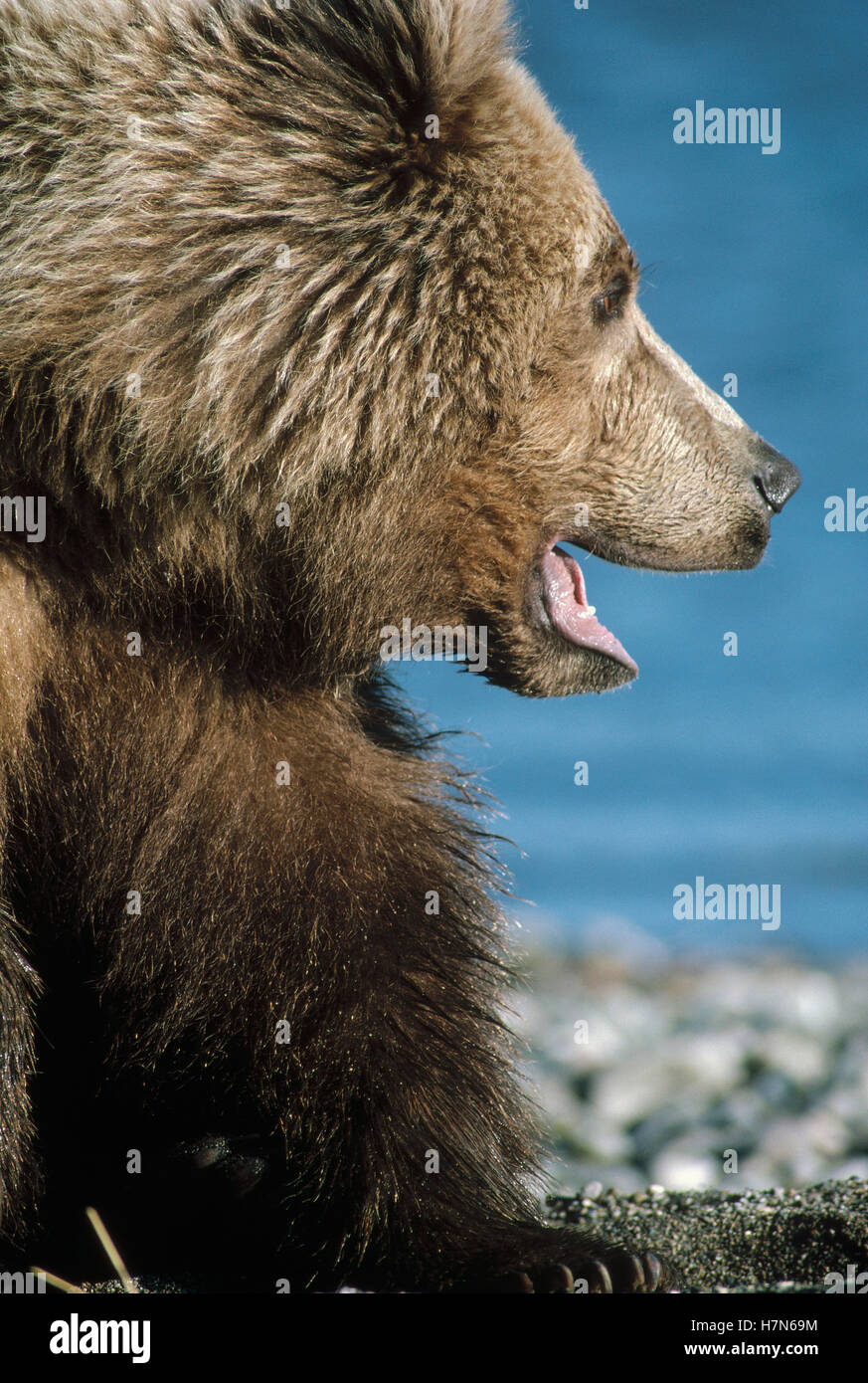 Grizzly Bear (Ursus arctos horribilis) portrait, Alaska Stock Photo - Alamy