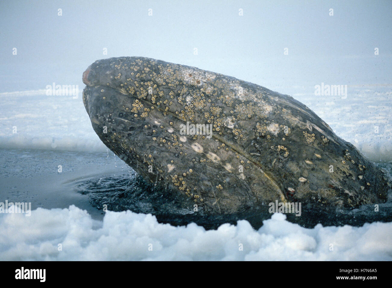 Gray Whale (Eschrichtius robustus) trapped by early freeze up, Alaska ...