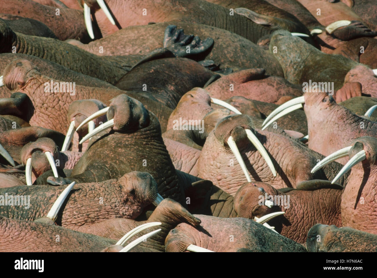 Pacific Walrus (Odobenus rosmarus divergens) group, Round Island colony ...