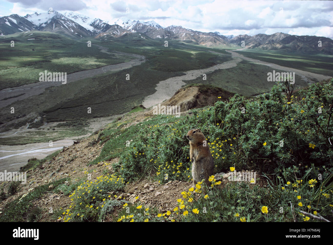 Arctic Ground Squirrel (Spermophilus parryii) standing alert, Alaska ...