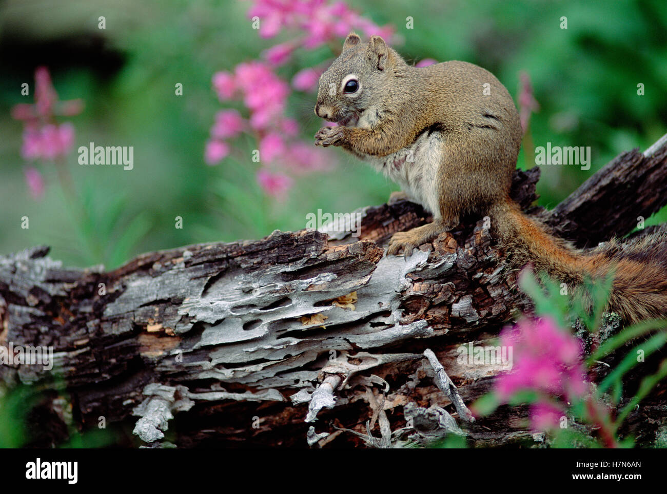 Red Squirrel (Tamiasciurus hudsonicus) on log, Alaska Stock Photo - Alamy