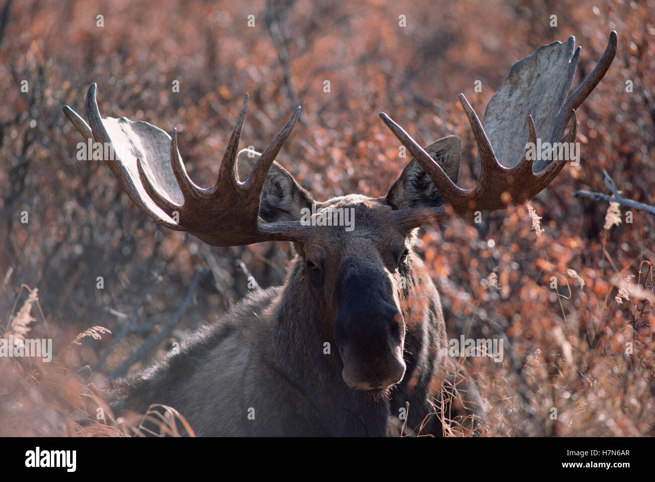 Alaska Moose (Alces alces gigas) male portrait, Alaska Stock Photo - Alamy