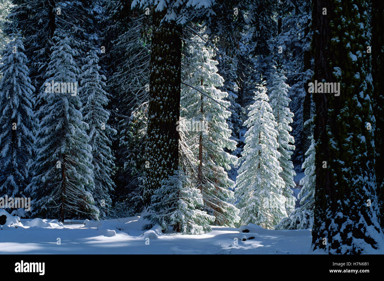 Giant Sequoia (Sequoiadendron giganteum) forest in winter, King's ...