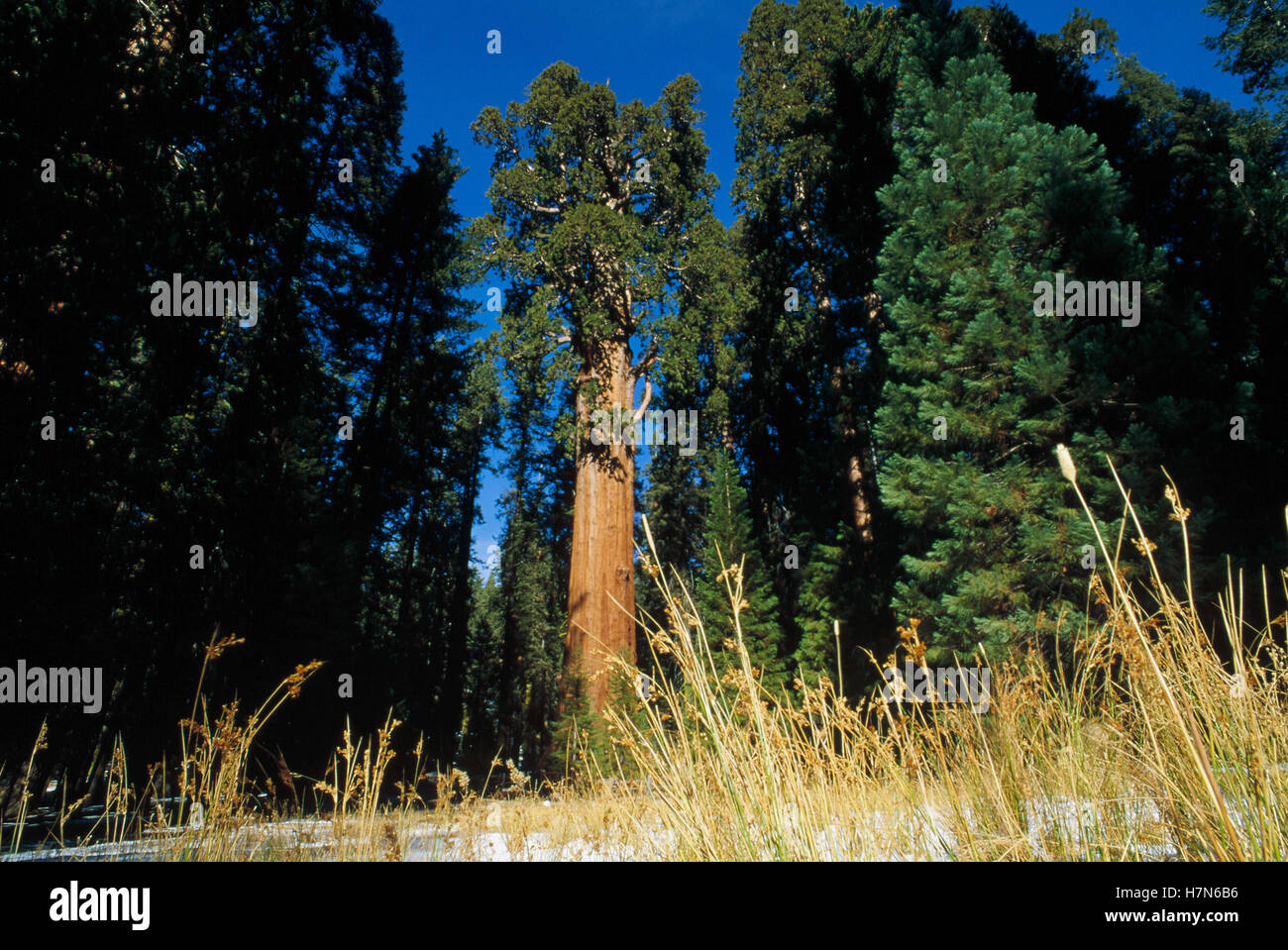 Giant Sequoia (Sequoiadendron giganteum) forest, King's Canyon National ...