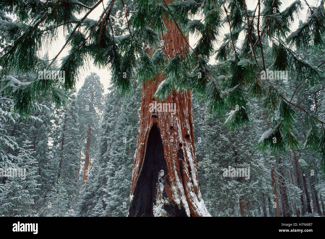 Giant Sequoia (Sequoiadendron giganteum) forest in winter, King's Canyon National Park ...