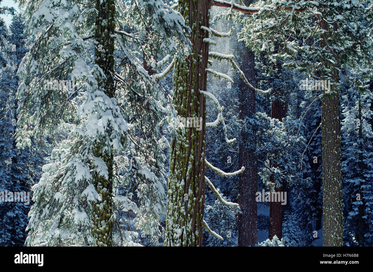 Giant Sequoia (Sequoiadendron giganteum) forest in winter, King's Canyon National Park ...