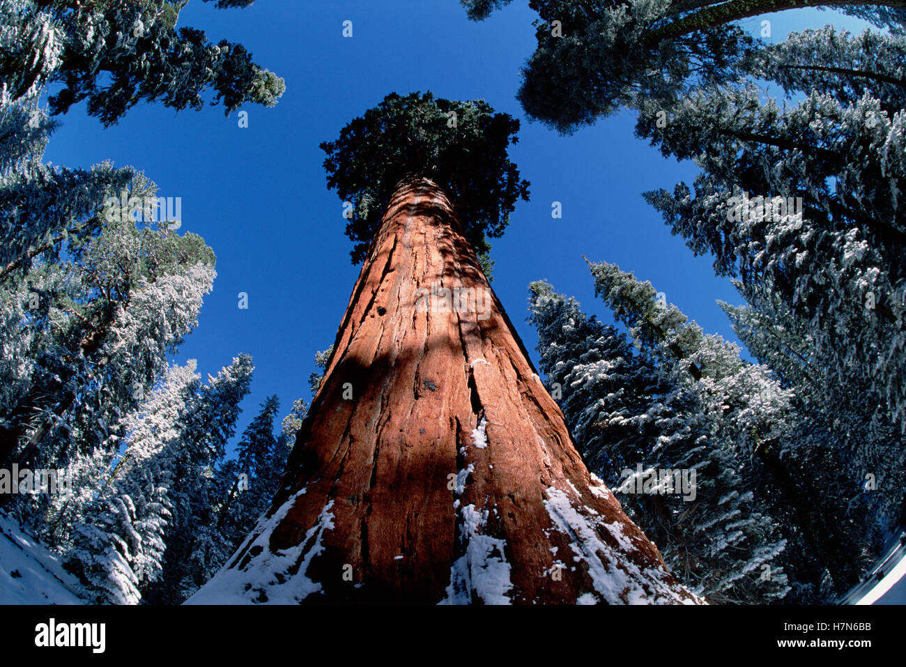 Giant Sequoia (Sequoiadendron giganteum), General Sherman tree in ...