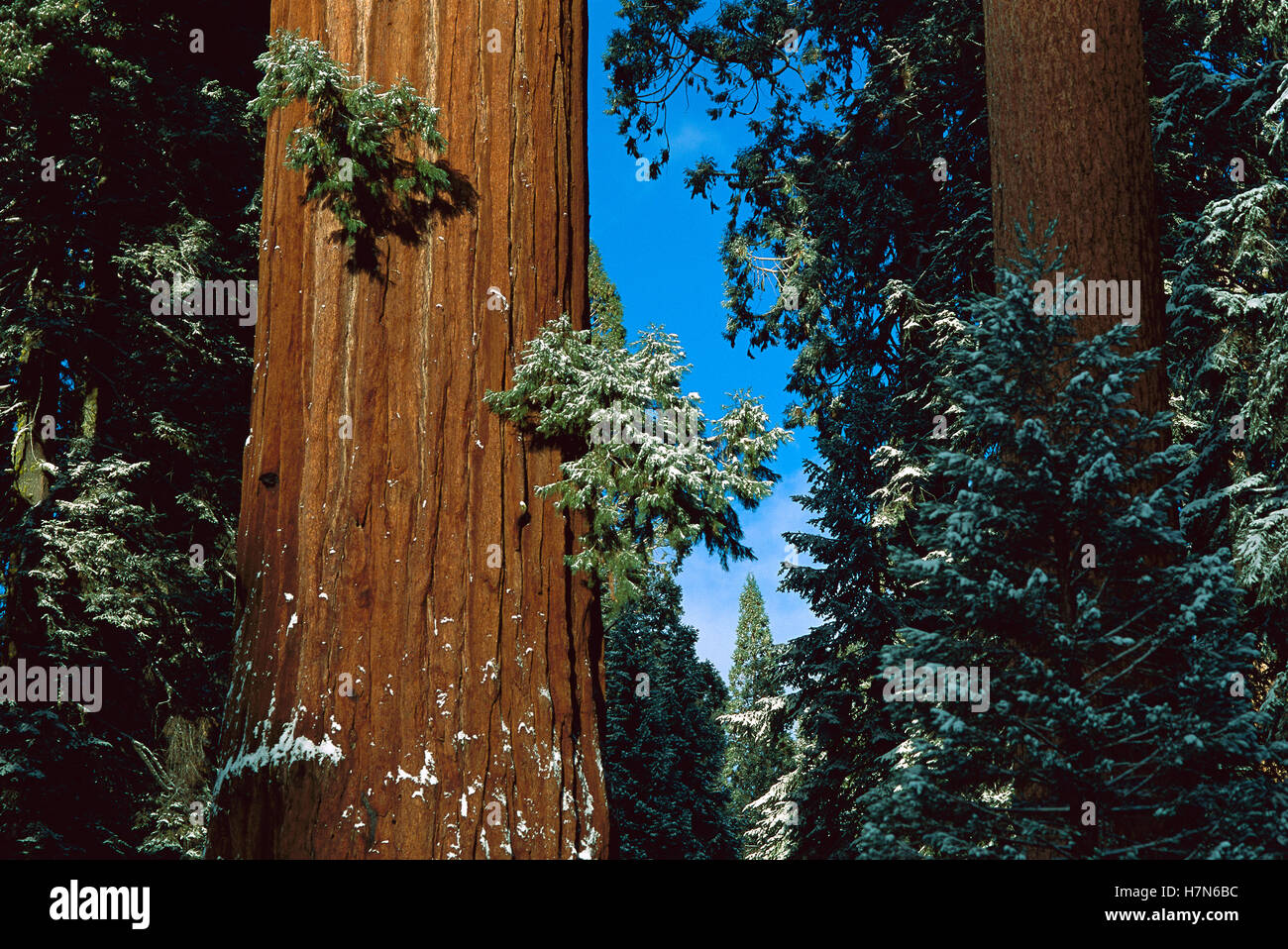 Giant Sequoia (Sequoiadendron giganteum) with a dusting of snow, King's Canyon National Park ...