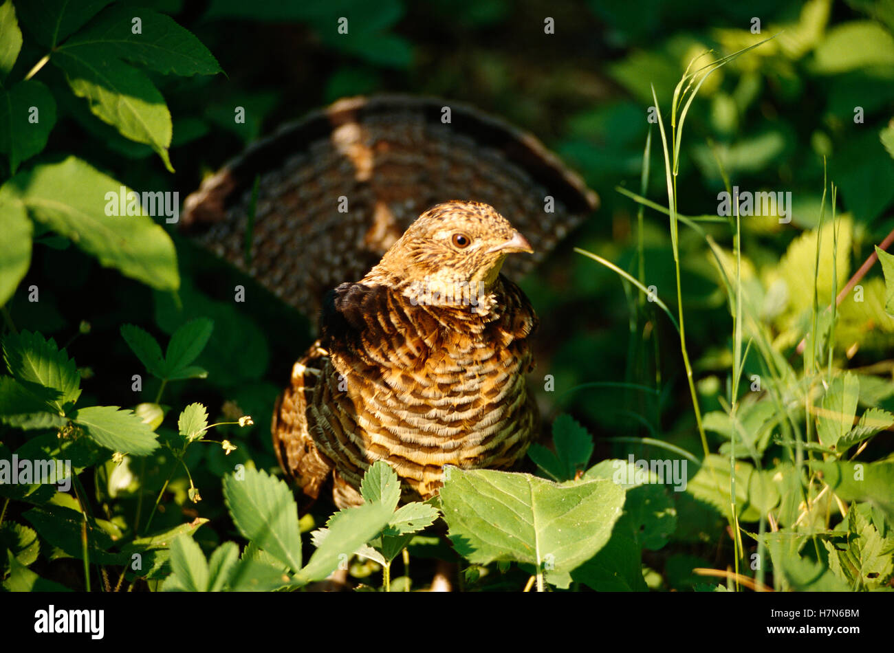 Ruffed Grouse (Bonasa umbellus) displaying in undergrowth, Minnesota ...