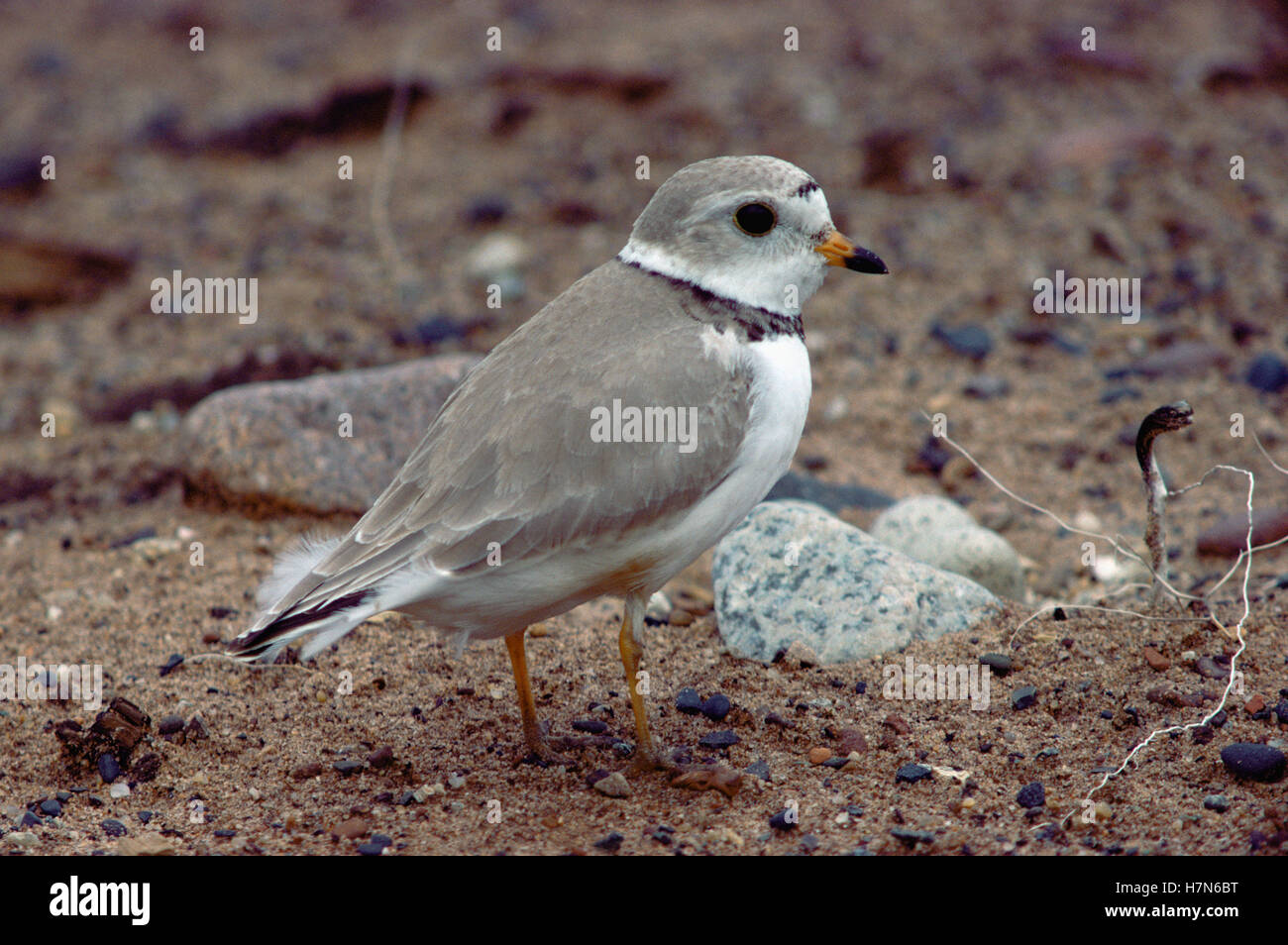 Piping Plover (Charadrius melodus), North America Stock Photo - Alamy
