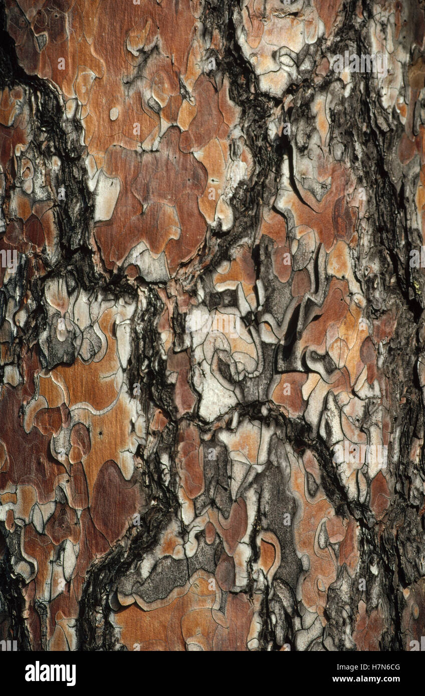 Red Pine (Pinus resinosa) bark, Minnesota Stock Photo - Alamy