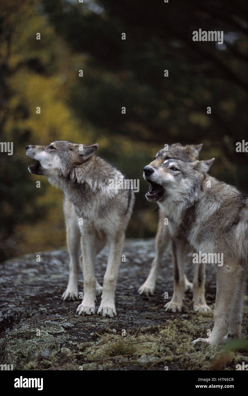 Timber Wolf (Canis lupus) trio howling, Minnesota Stock Photo - Alamy