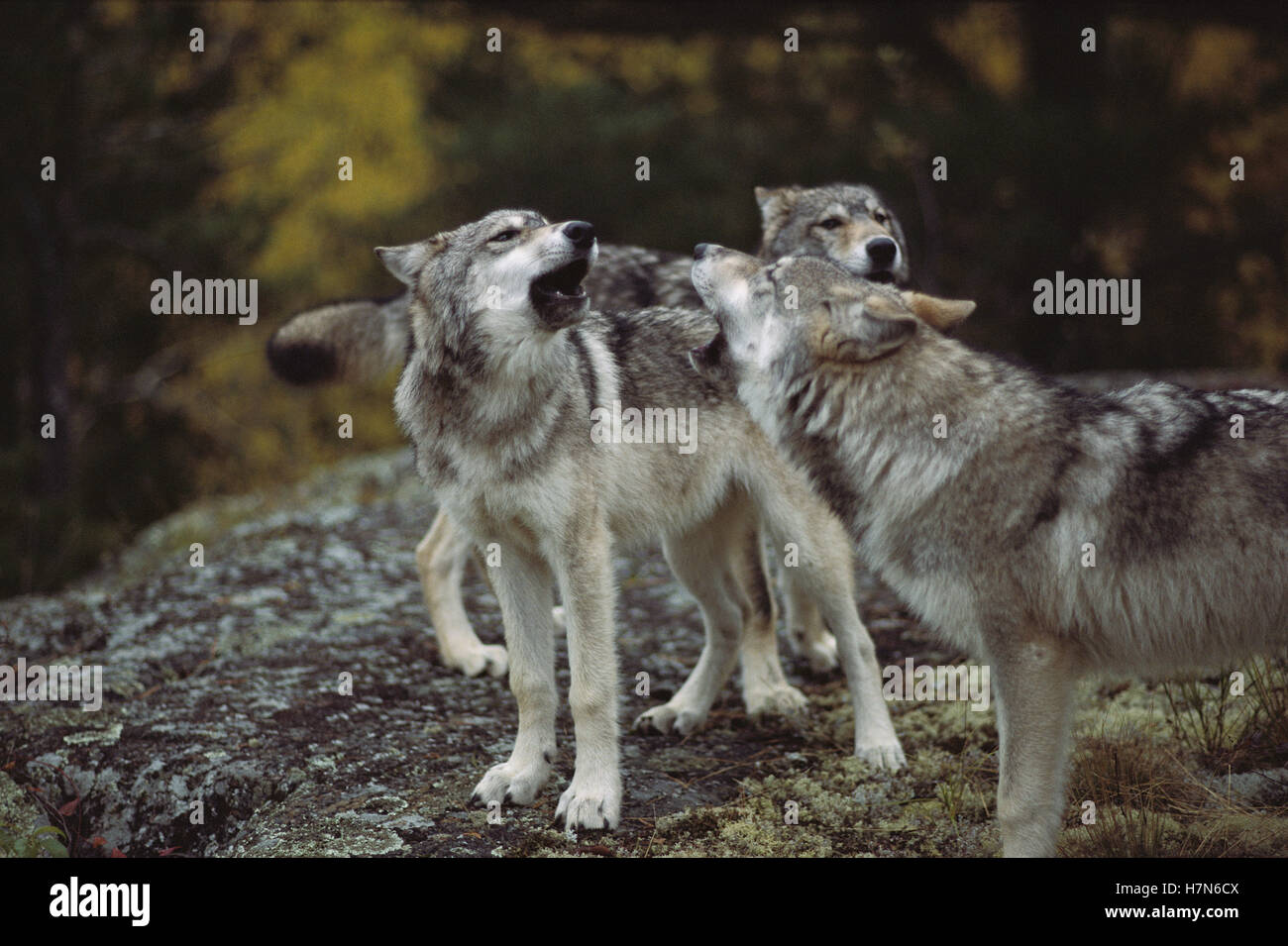 Timber Wolf (Canis lupus) trio howling, Minnesota Stock Photo - Alamy