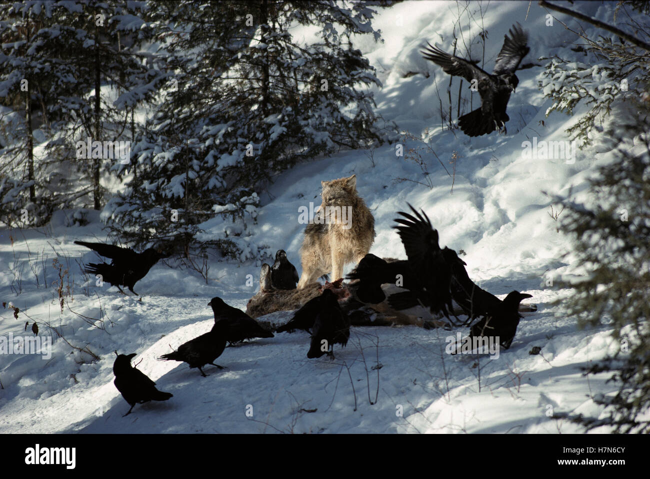 Timber Wolf (Canis lupus) feeding on carcass with Common Raven (Corvus ...