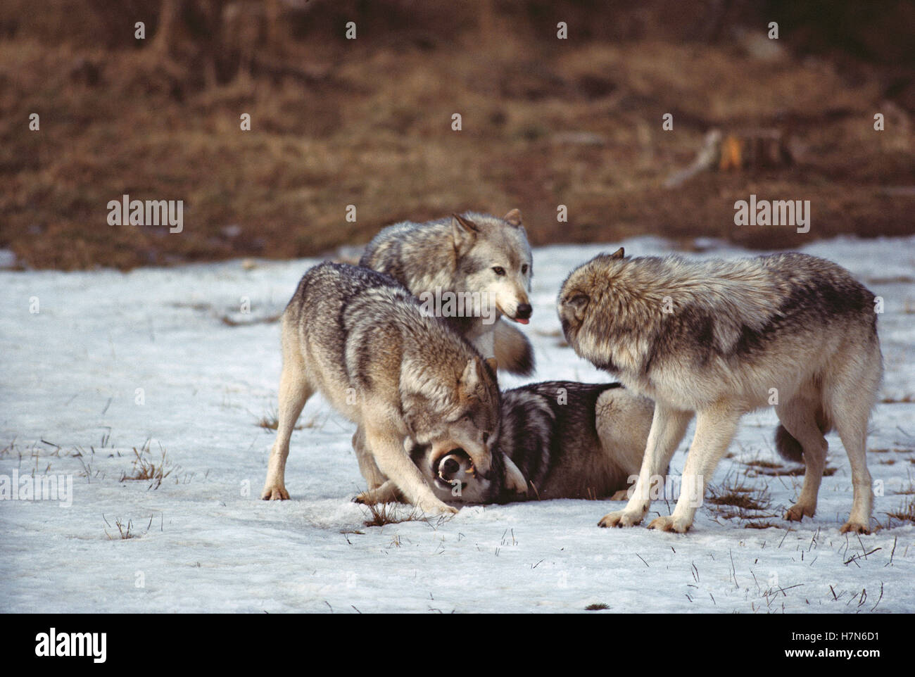 Timber Wolf (Canis lupus) dominant wolf holding down pack member of lower status, Minnesota ...
