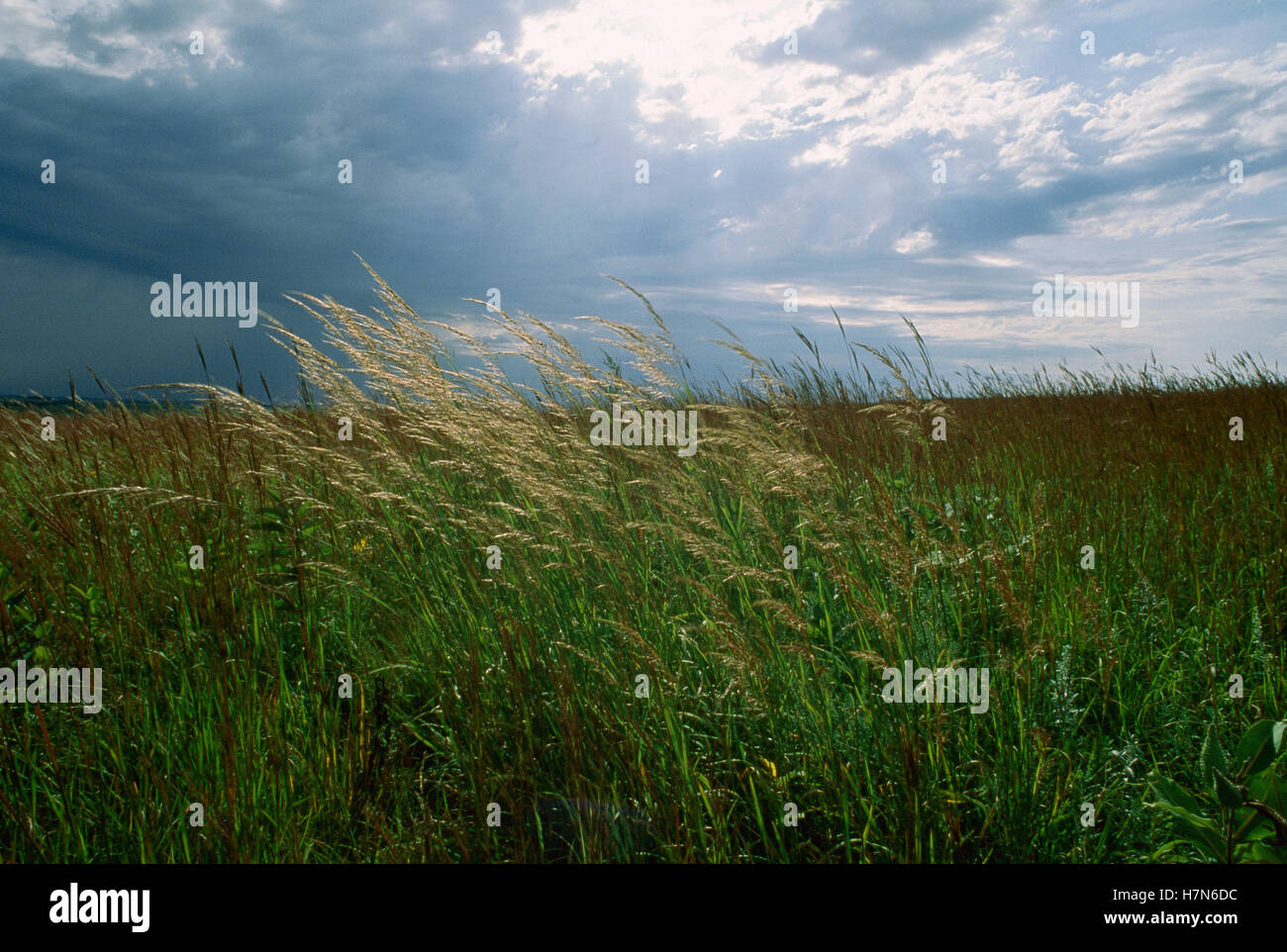 Tallgrass prairie under stormy skies, South Dakota Stock Photo - Alamy