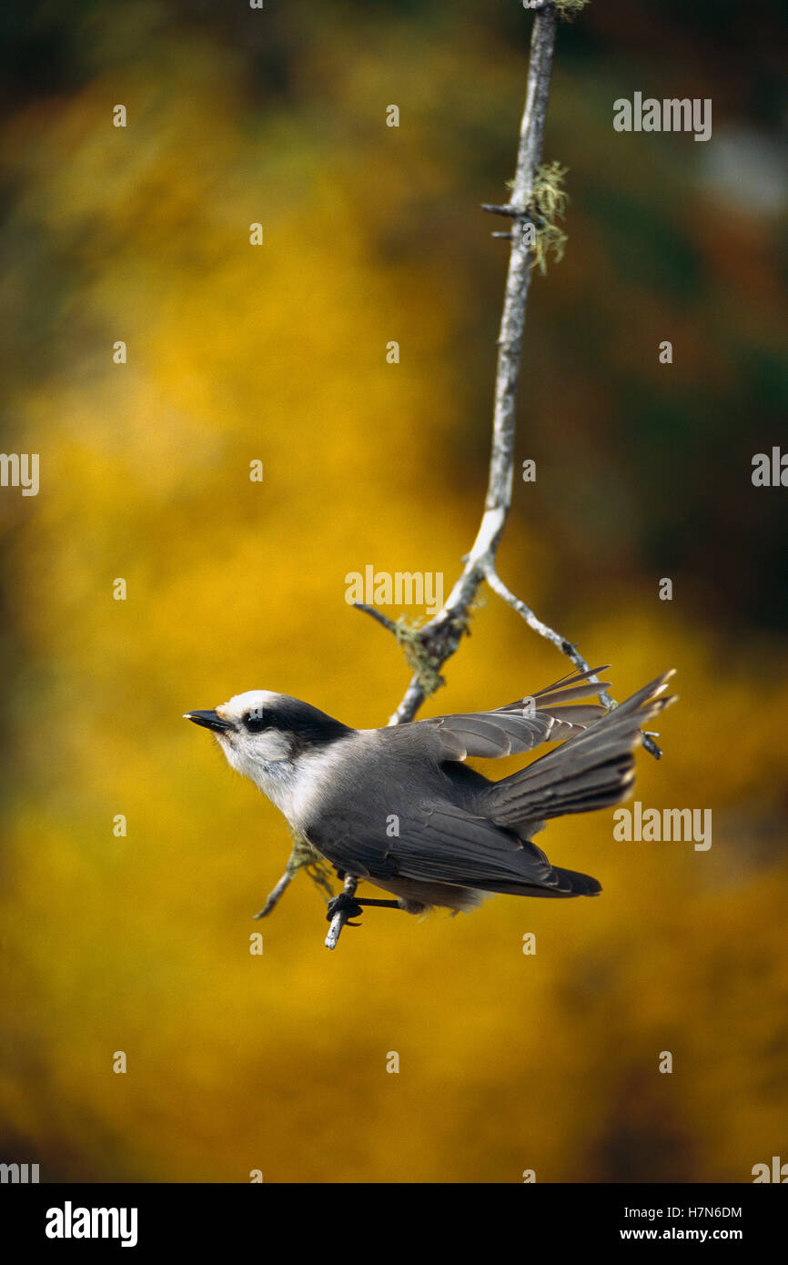 Canada Jay (Perisoreus canadensis) perching on hanging twig, Minnesota ...