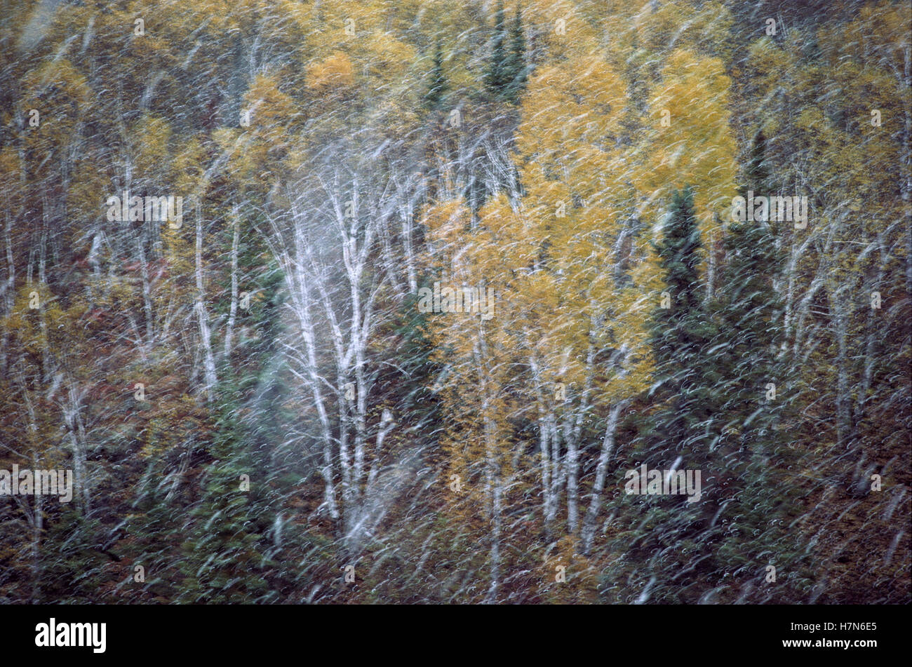 First snow over birch trees, Northwoods, Minnesota Stock Photo - Alamy