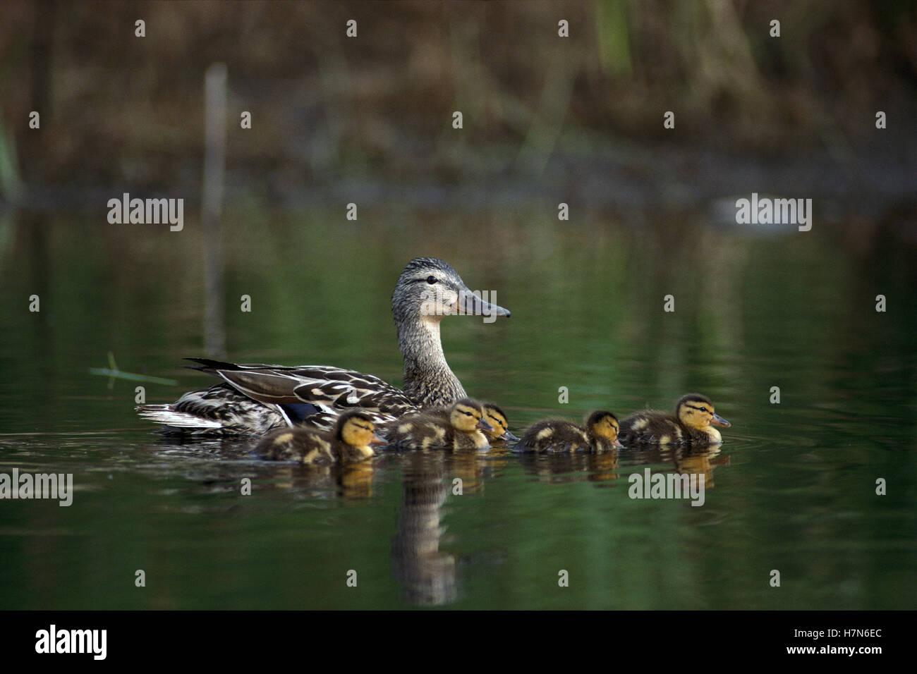 Mallard (Anas platyrhynchos) mother with chicks, Alaska Stock Photo - Alamy