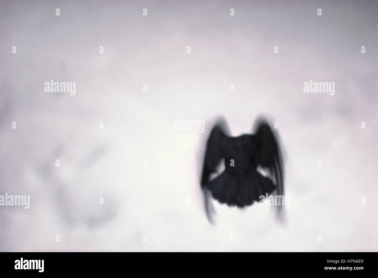 Common Raven (Corvus corax) flying over snowy ground, Minnesota Stock ...