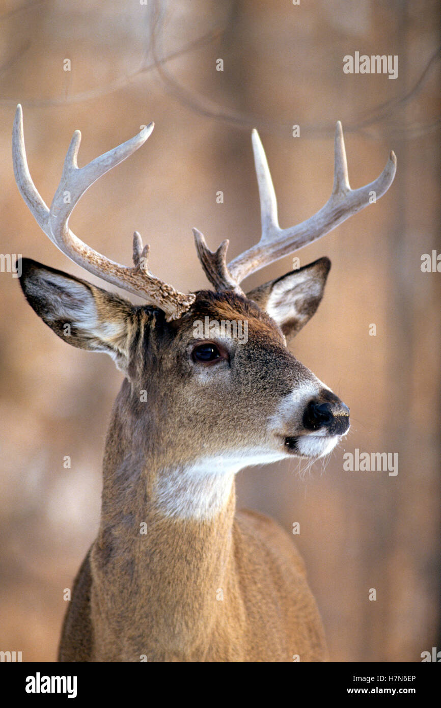 White-tailed Deer (Odocoileus virginianus) male, Minnesota Stock Photo ...