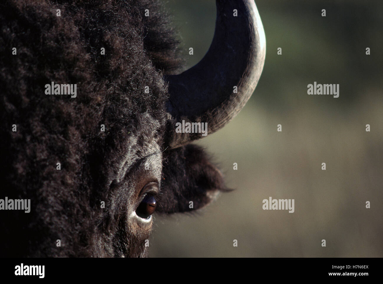 American Bison (Bison bison) face, Custer State Park, South Dakota ...