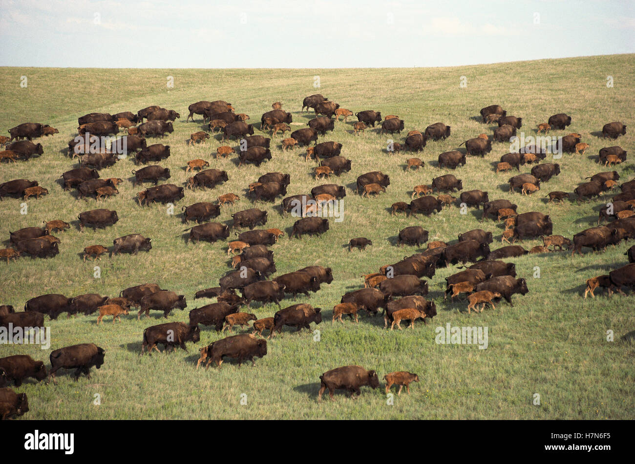 American Bison (Bison bison) herd of adults and calves on tallgrass ...