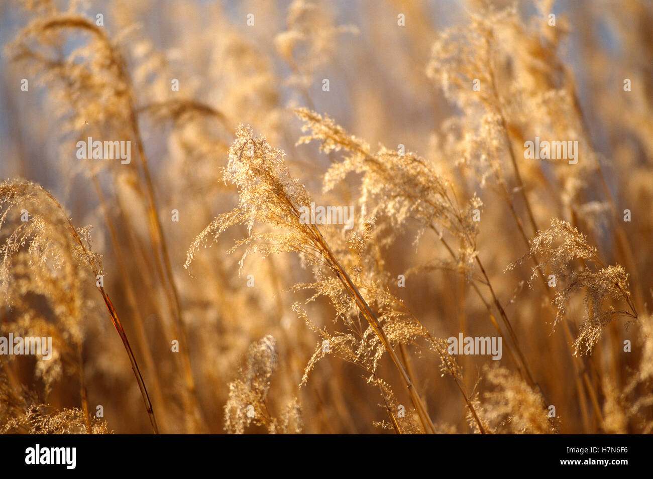 Common Reed (Phragmites australis) field at sunset, Tallgrass Prairie ...