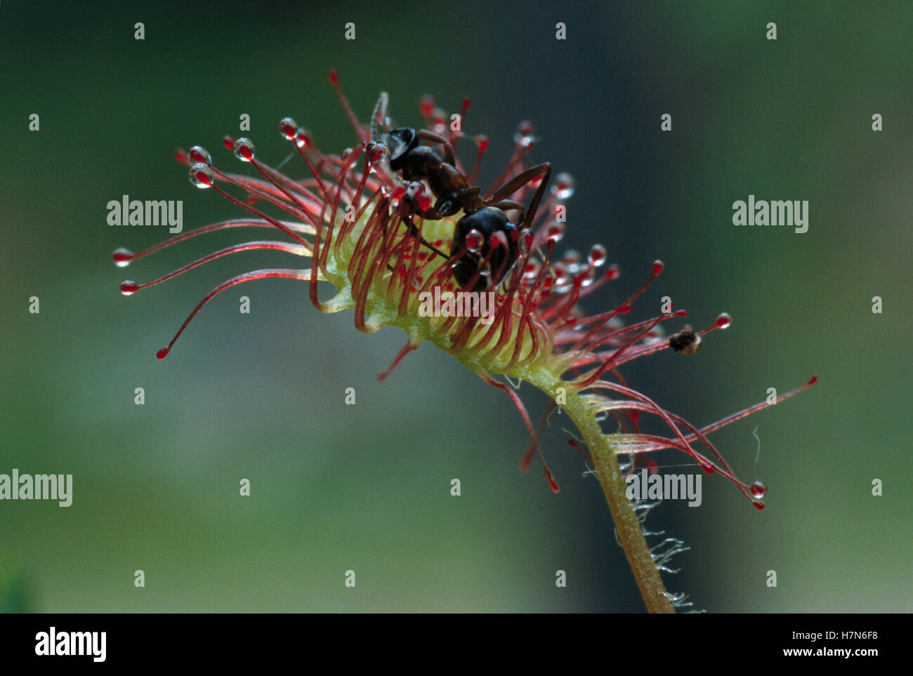 Sundew (Drosera sp) with captured ant, Minnesota Stock Photo - Alamy