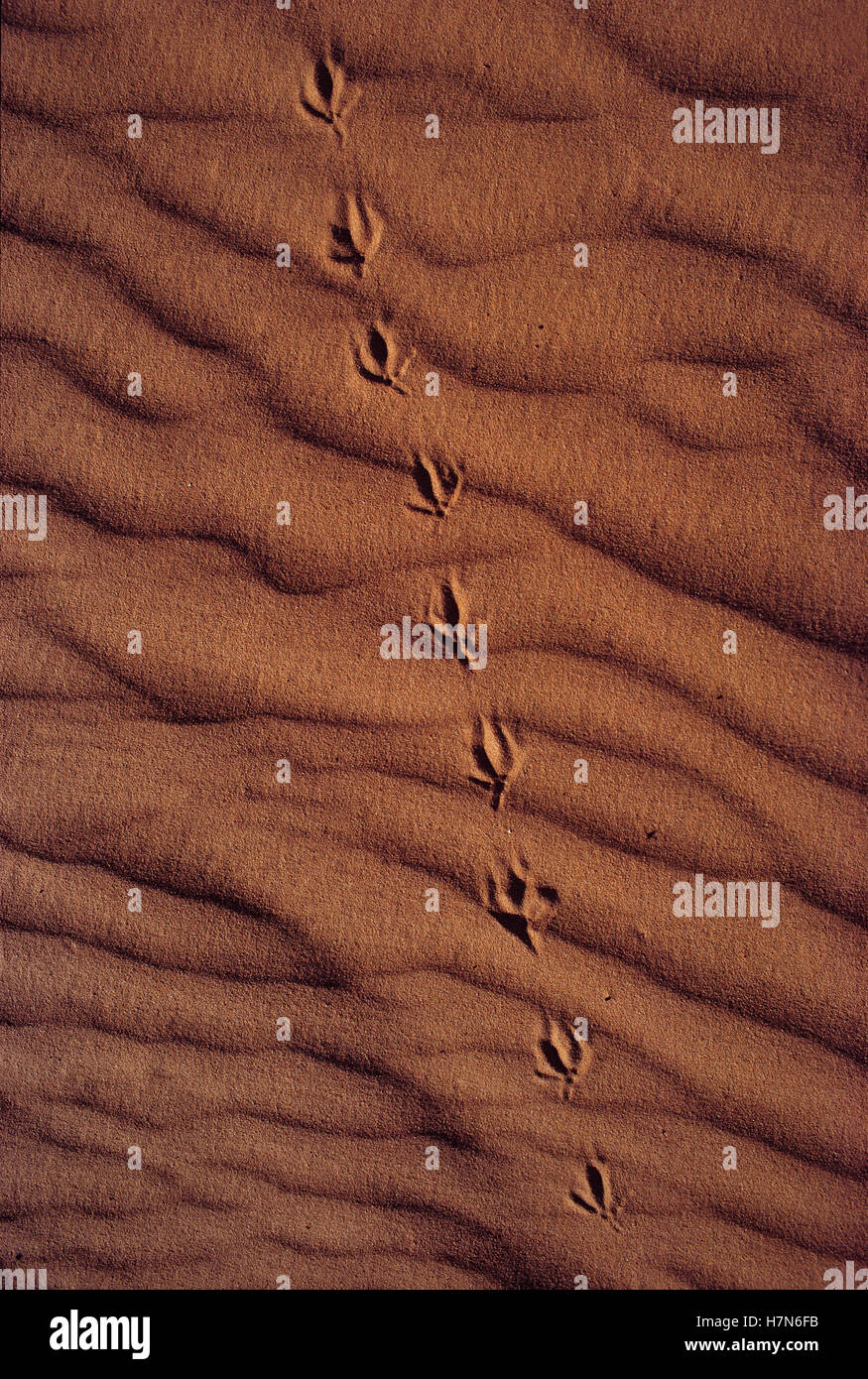 Bird tracks in red sand, Texas Stock Photo - Alamy