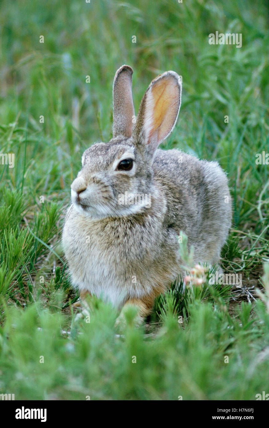 Cottontail Rabbit (Sylvilagus aquaticus), South Dakota Stock Photo - Alamy