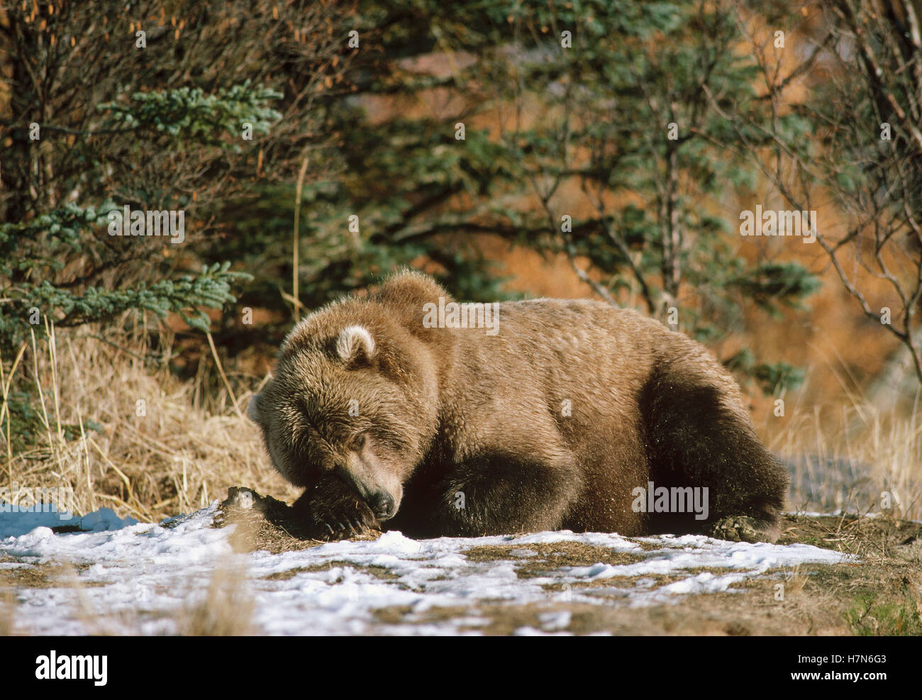 Grizzly Bear (Ursus arctos horribilis) sleeping, Alaska Stock Photo - Alamy