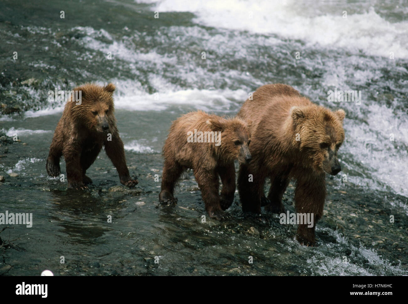 Grizzly Bear (Ursus arctos horribilis) mother leading cubs to fish ...