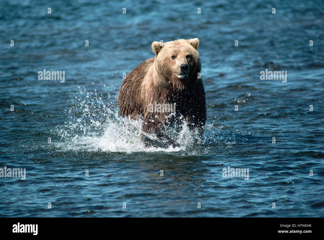 Grizzly Bear (Ursus arctos horribilis) running, Alaska Stock Photo - Alamy