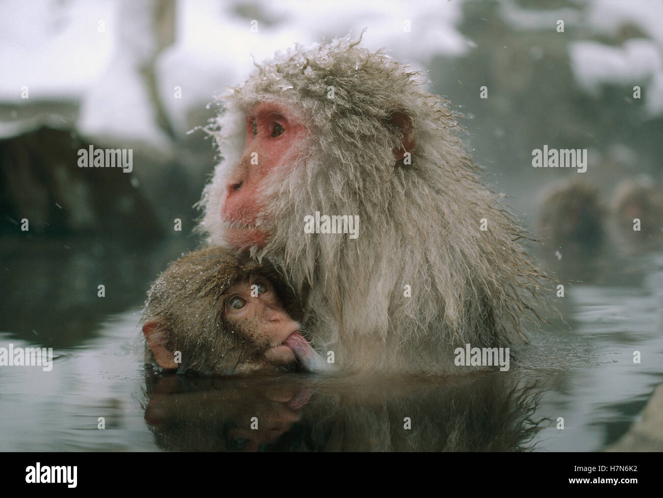 Japanese Macaque (Macaca fuscata) mother nursing young, Japan Stock ...