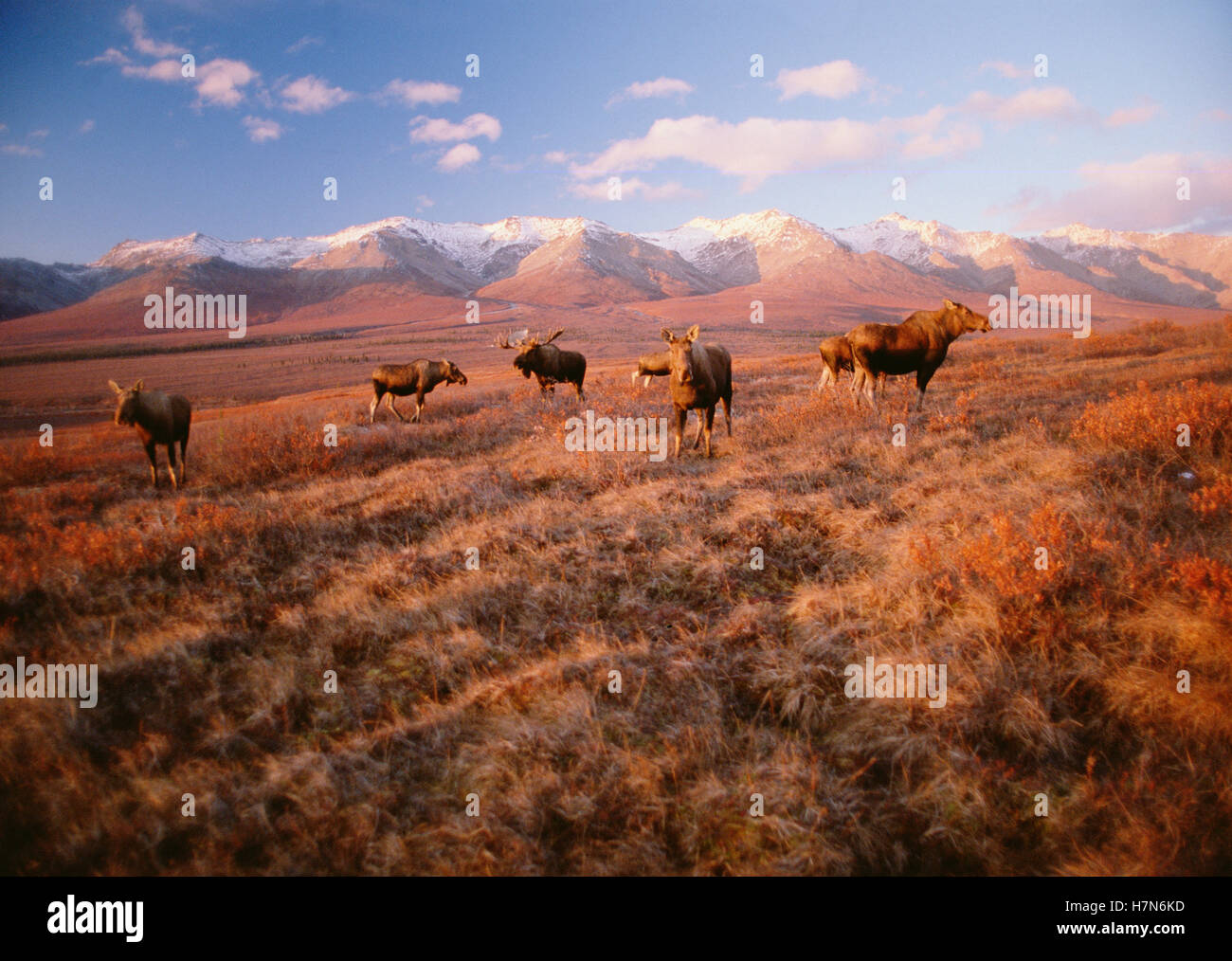 Alaska Moose (Alces alces gigas) and harem on autumn colored tundra ...