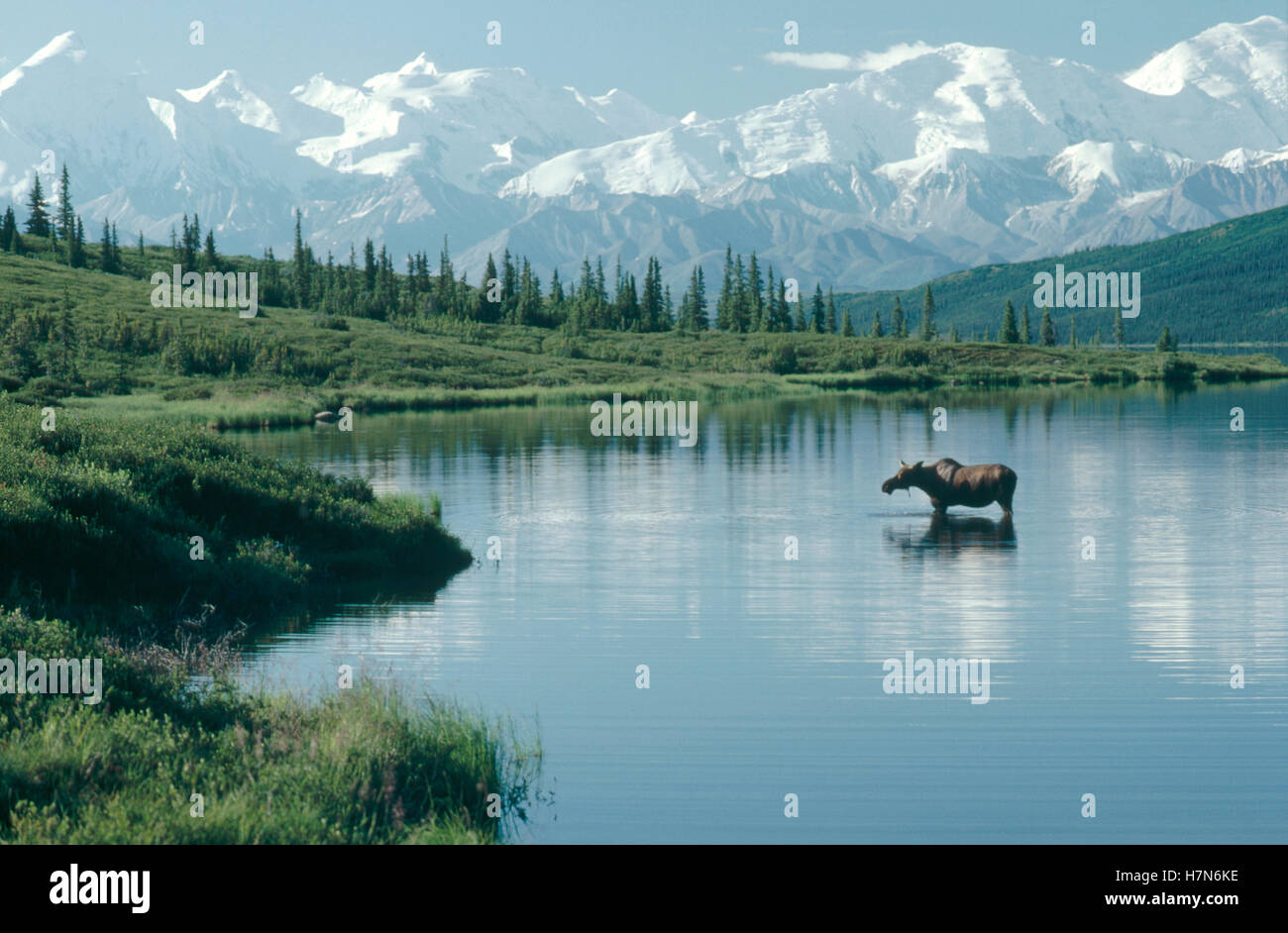 Alaska Moose (Alces alces gigas) in Wonder Lake, Denali National Park ...
