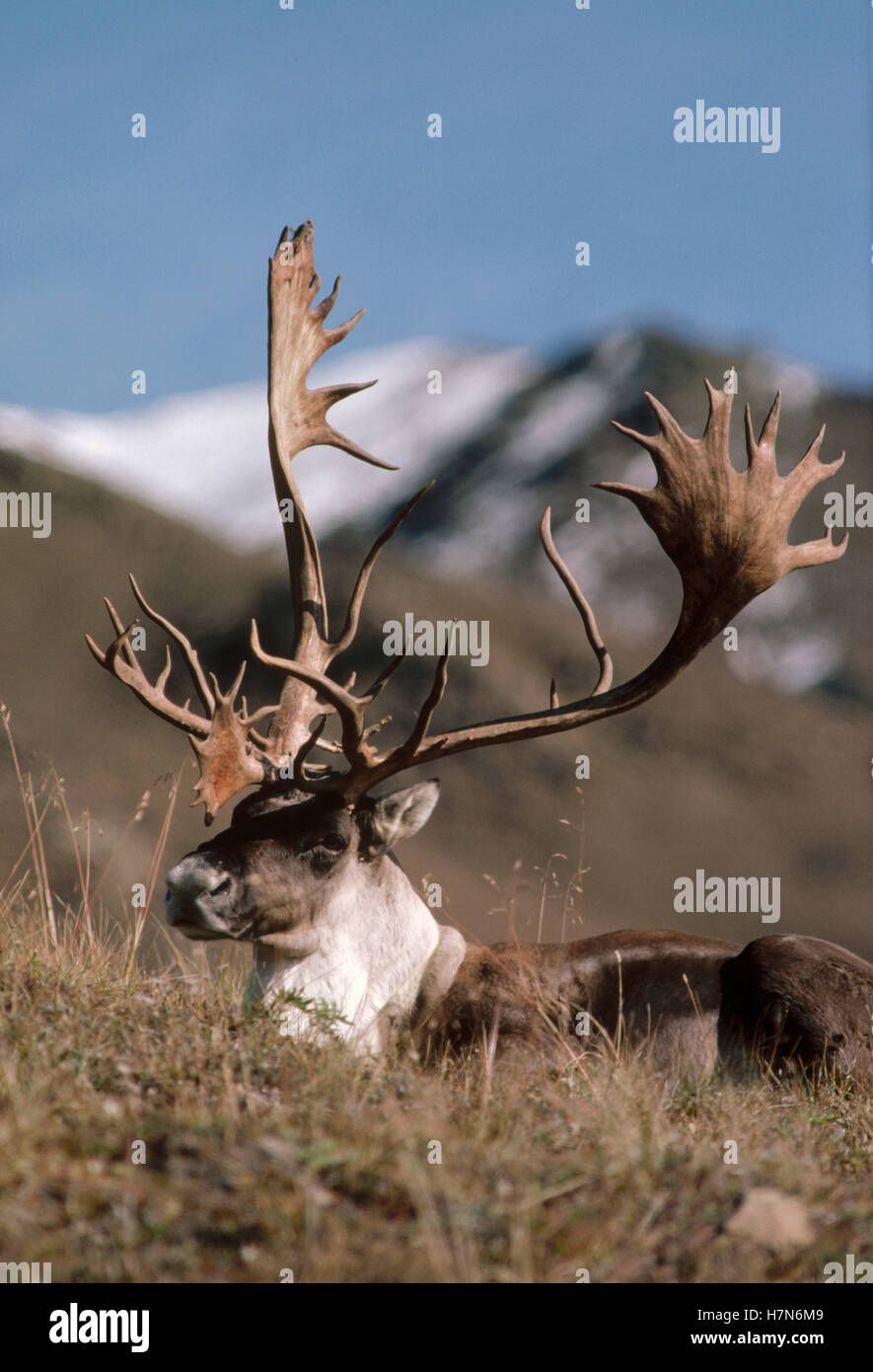 Caribou (Rangifer tarandus) male with full rack, Alaska Stock Photo - Alamy