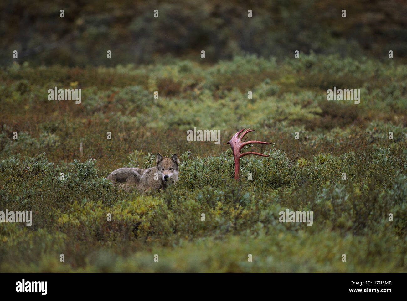 Timber Wolf (Canis lupus) feeding on Caribou (Rangifer tarandus ...