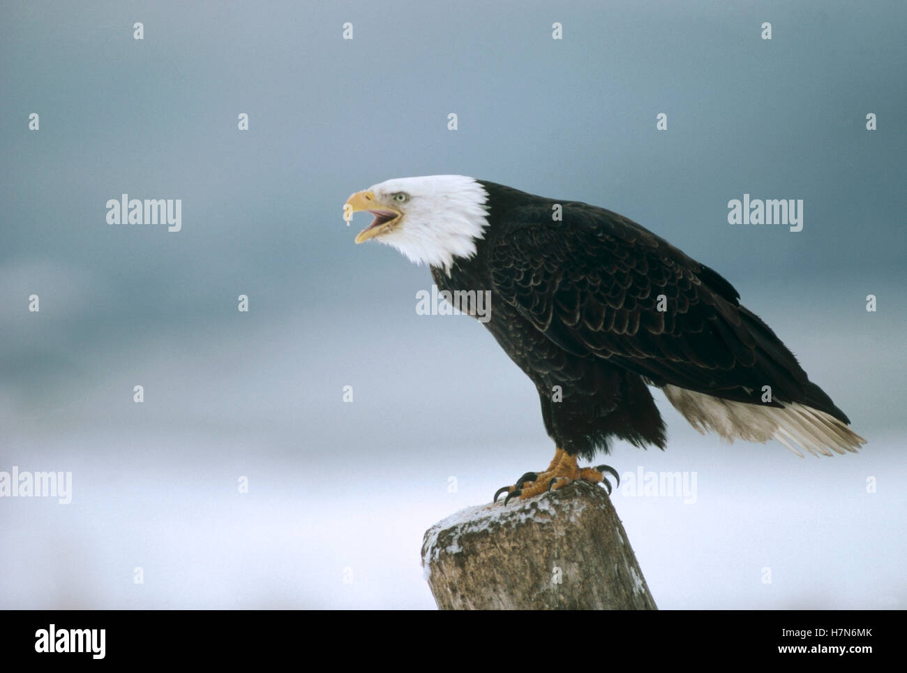 Bald Eagle (Haliaeetus leucocephalus) calling from perch, Alaska Stock ...