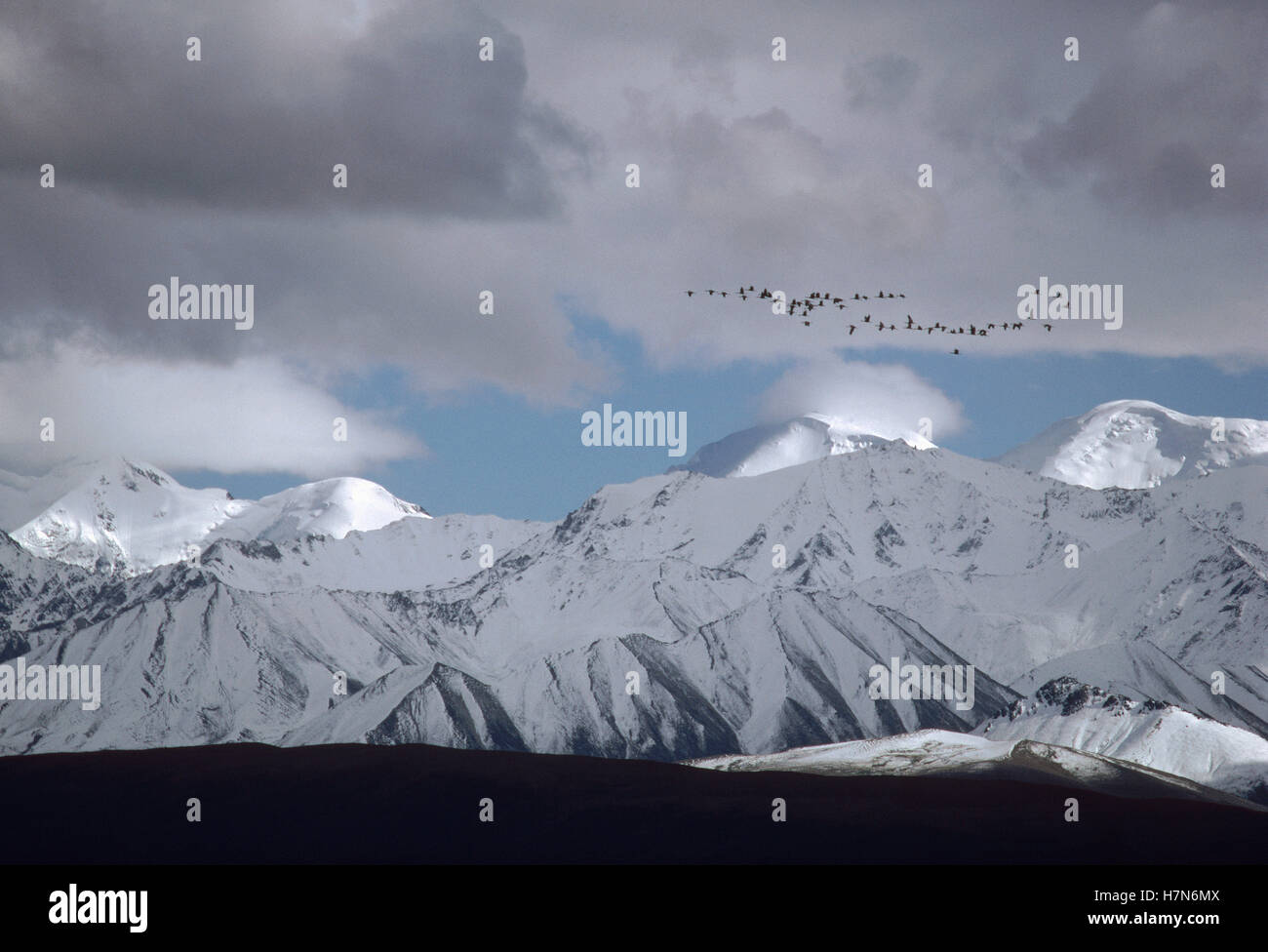Sandhill Crane (Grus canadensis) flock flying during migration, Alaska ...