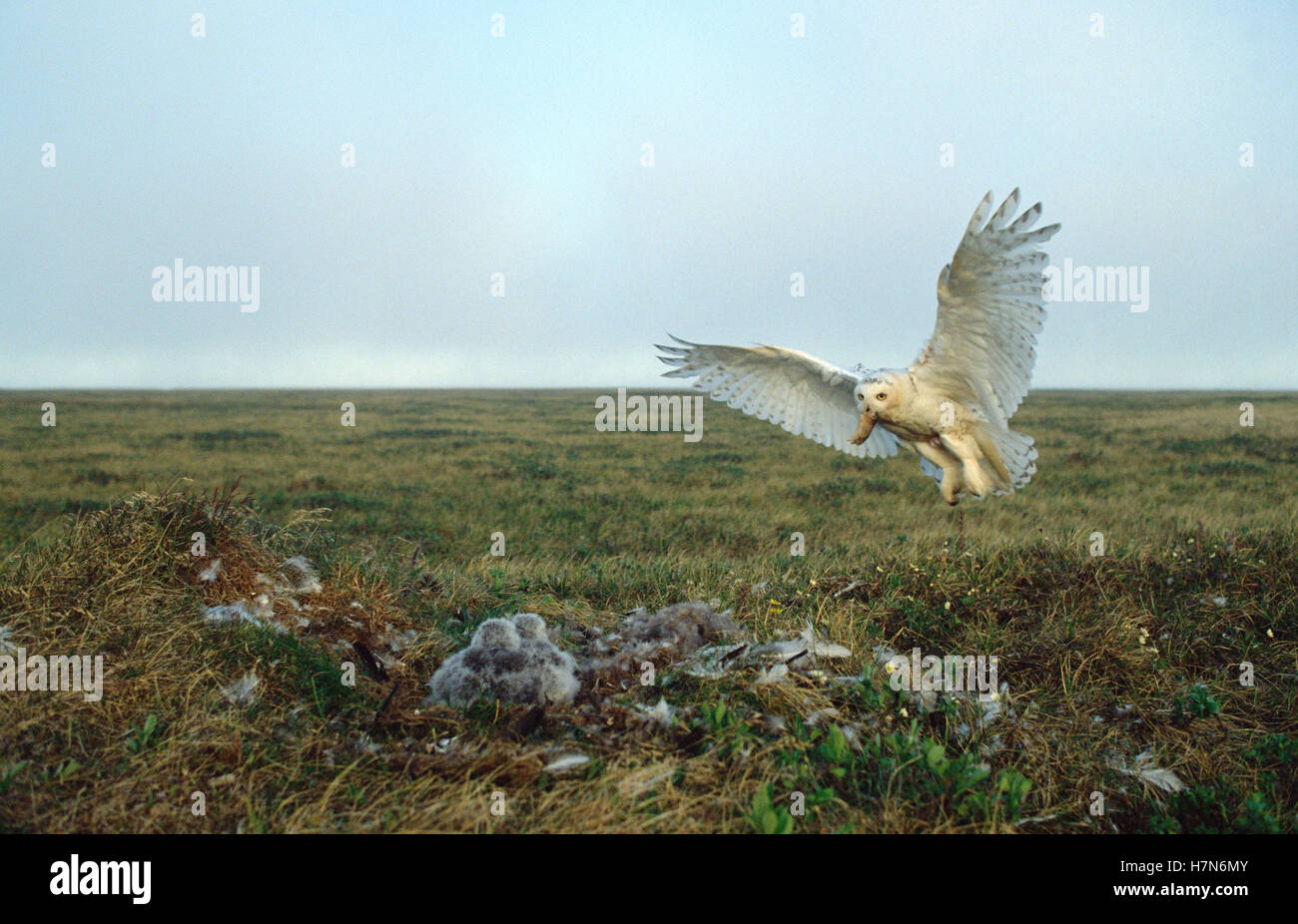 Snowy Owl (Nyctea scandiaca) bringing mouse to chicks in tundra nest ...