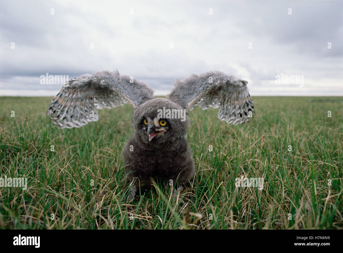 Snowy Owl (Nyctea scandiaca) chick in defense posture, Alaska Stock ...