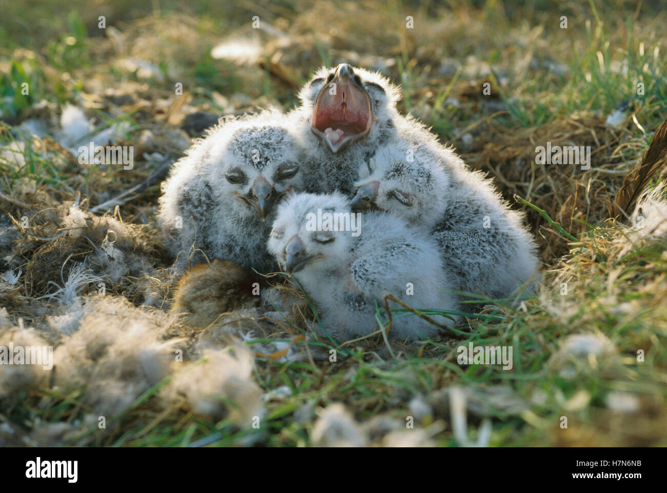 Snowy Owl (Nyctea scandiaca) chicks in nest, Alaska Stock Photo - Alamy