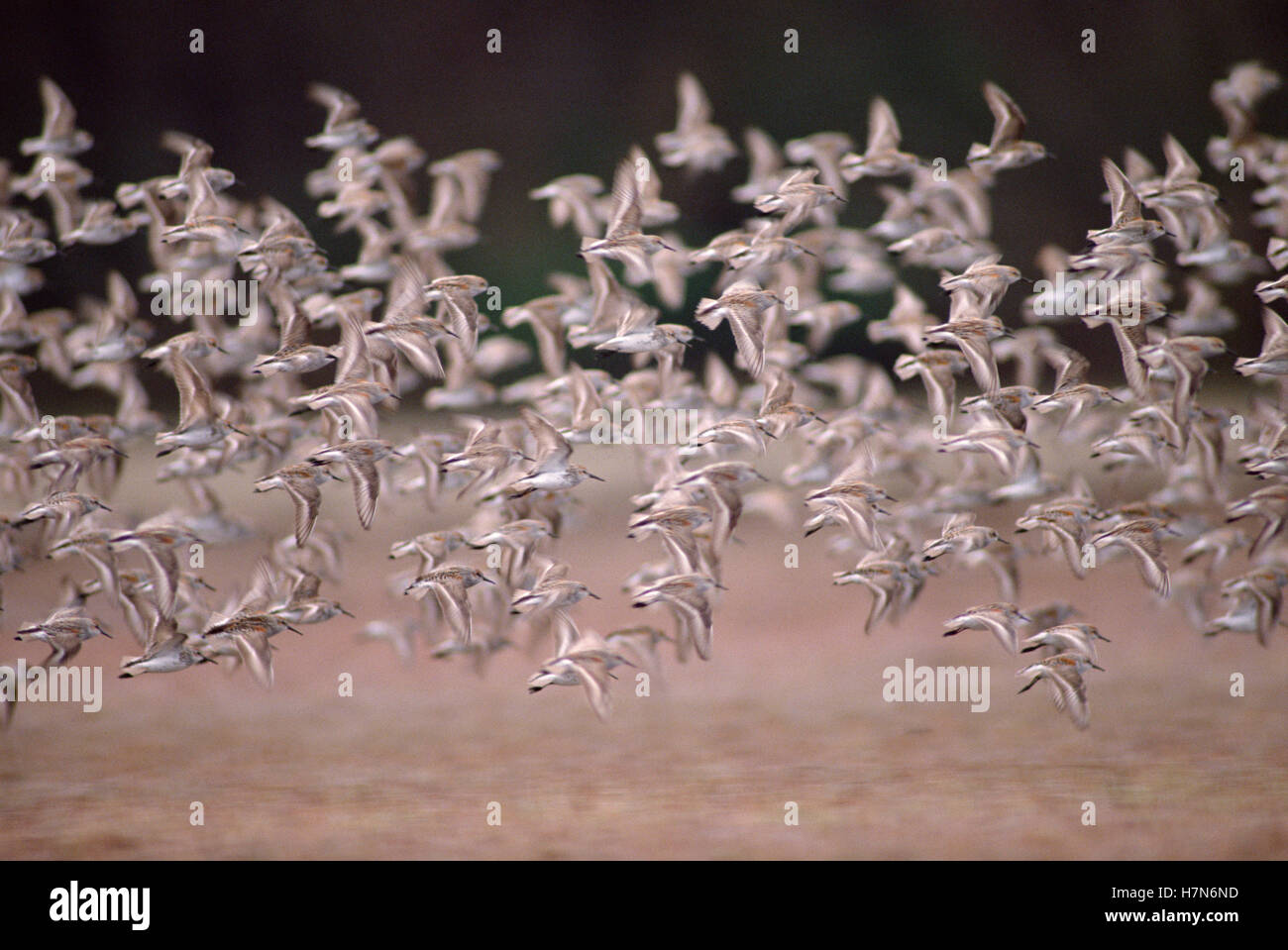 Western Sandpiper (Calidris mauri) flock flying, Alaska Stock Photo - Alamy