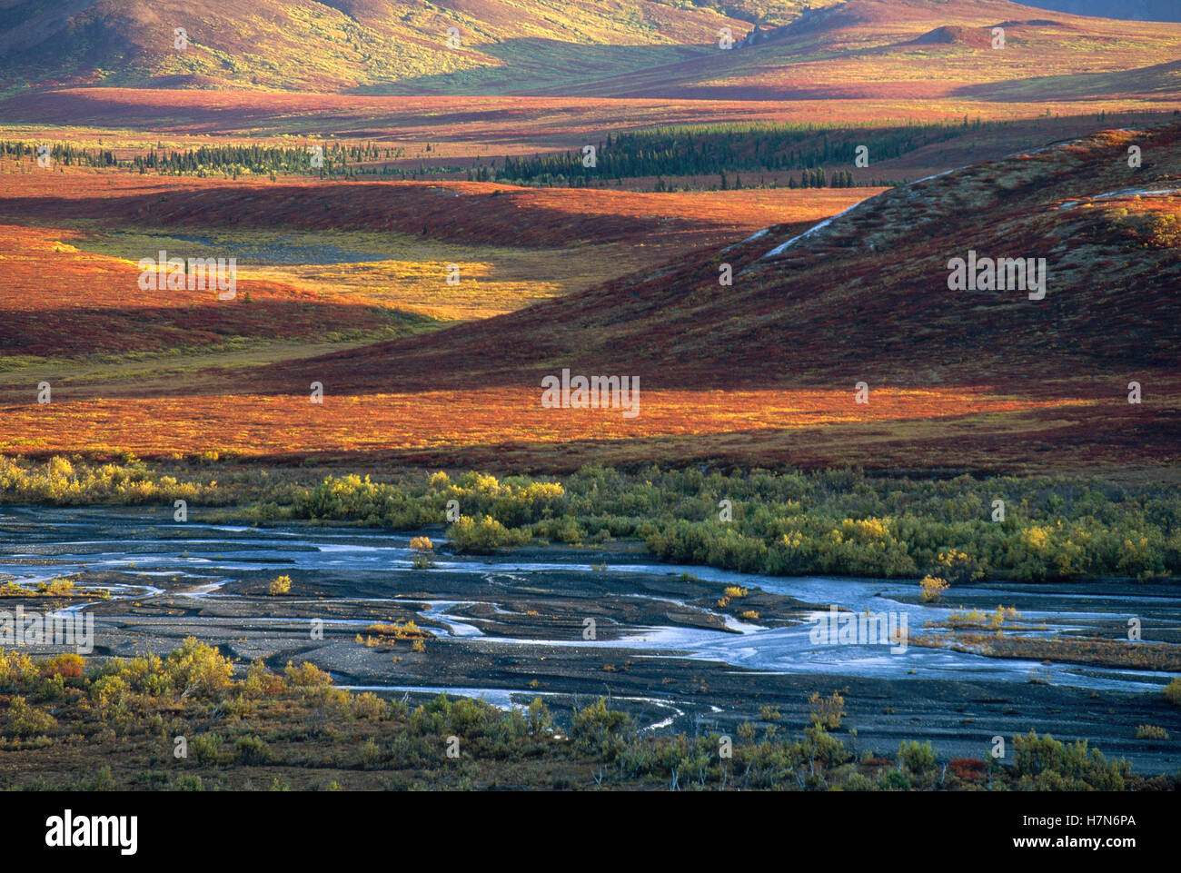 Autumn tundra, Denali National Park and Preserve, Alaska Stock Photo ...