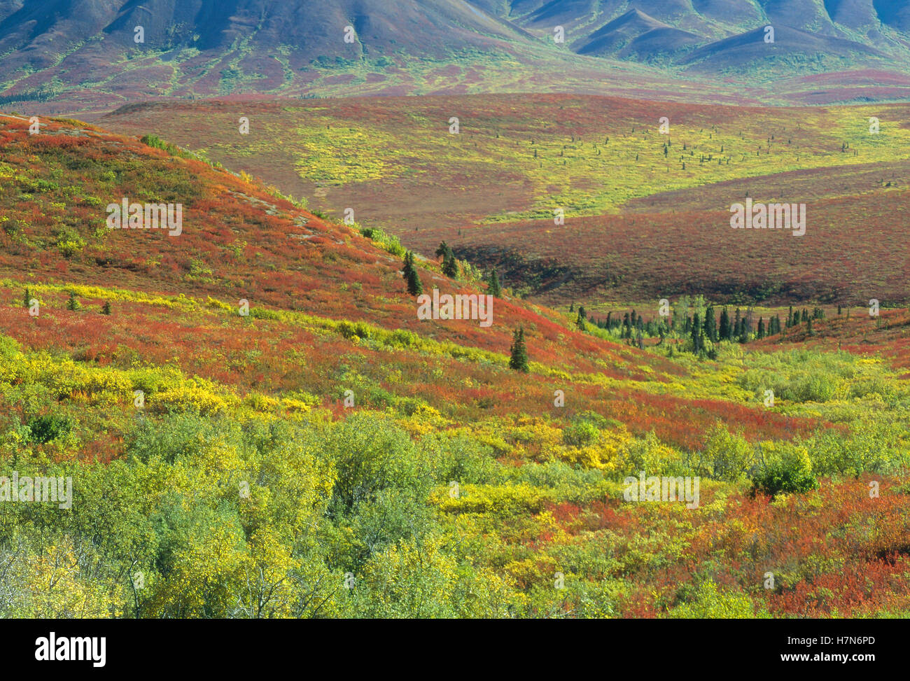 Autumn colored tundra, Denali National Park and Preserve, Alaska Stock ...